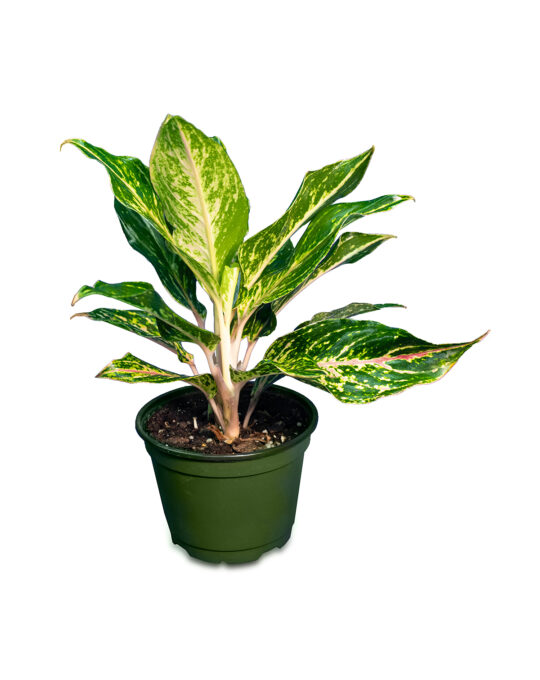 Chinese Ming Aralia - Foliage Paradise
