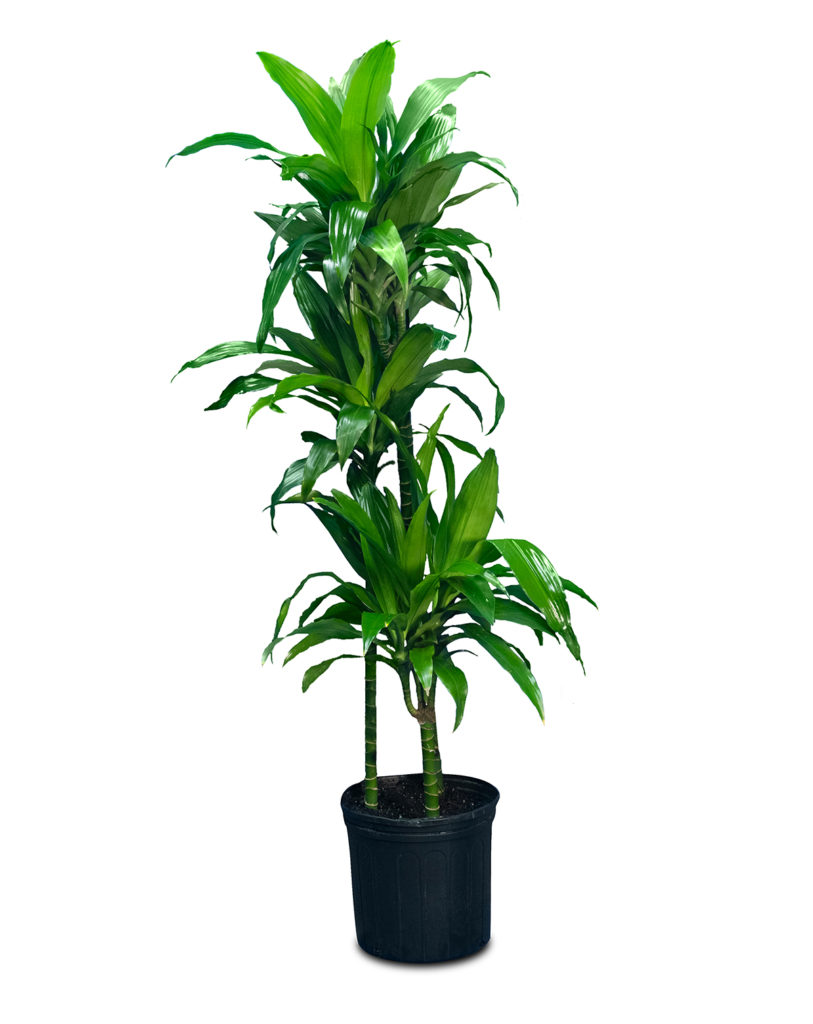 Dracaena Lisa Cane - Foliage Paradise