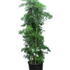 Chinese Ming Aralia - Foliage Paradise