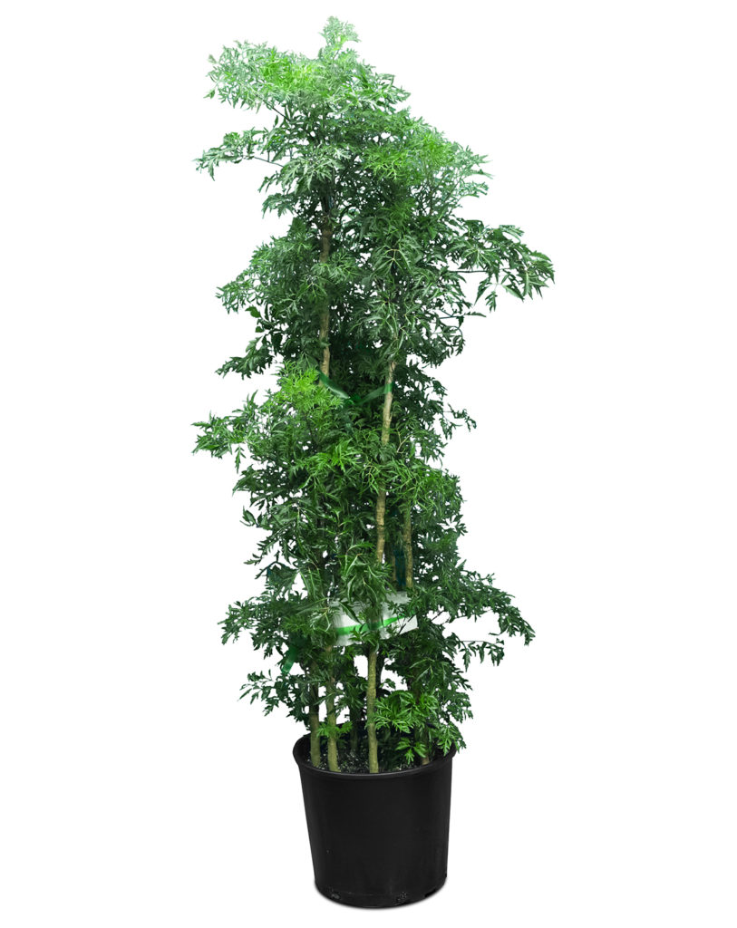 Chinese Ming Aralia - Foliage Paradise