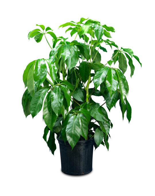 Chinese Ming Aralia - Foliage Paradise